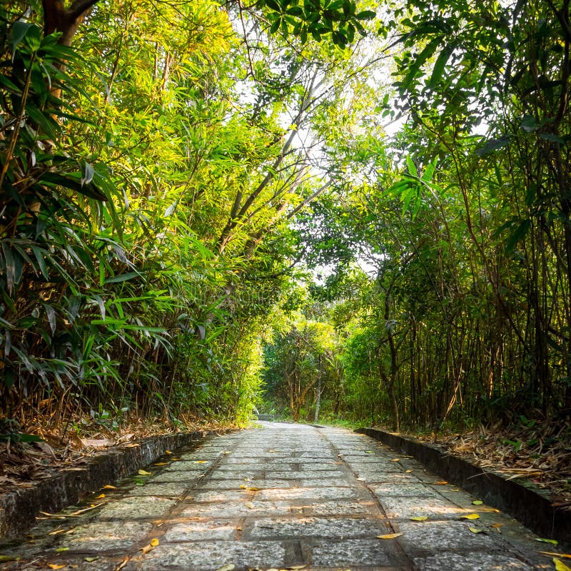 Green forest with pathway stock image. Image of forest - 30790237