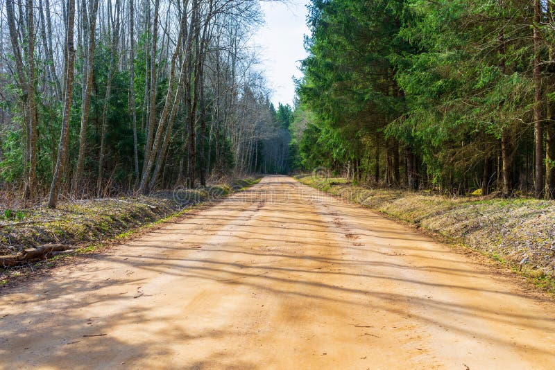 Green Forest Pathway View. Forest Pathway Landscape. Pathway in Forest ...