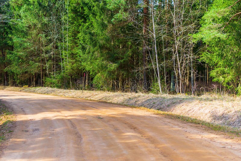 Green Forest Pathway View. Forest Pathway Landscape. Pathway in Forest ...