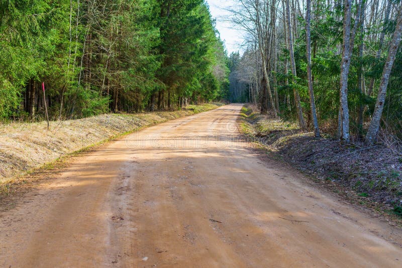 Green Forest Pathway View. Forest Pathway Landscape. Pathway in Forest ...