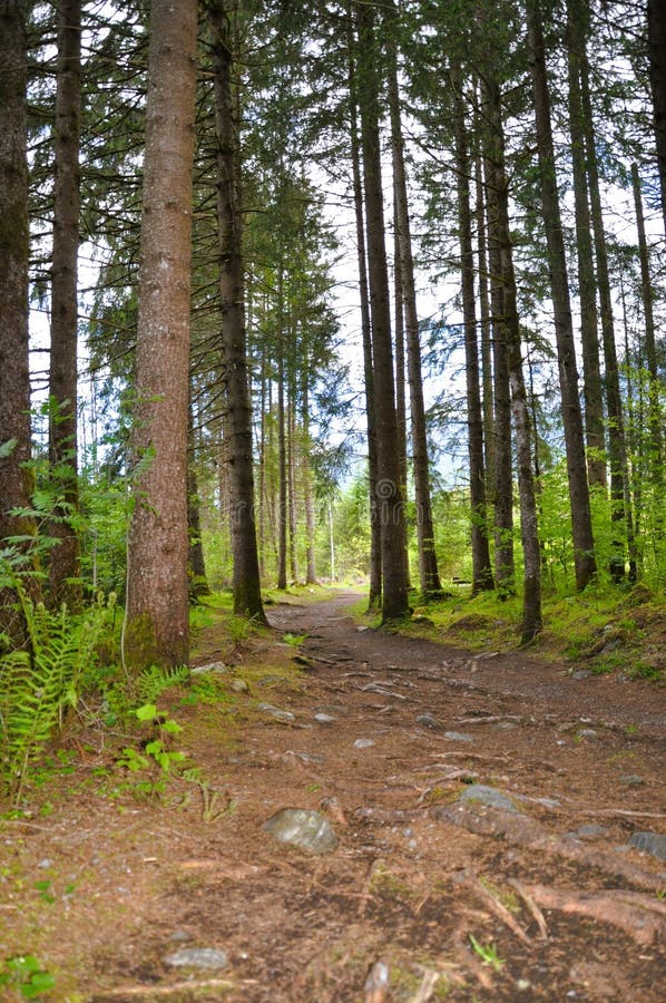 Pathway between Trees in the Forest Stock Image - Image of tree, trunk ...