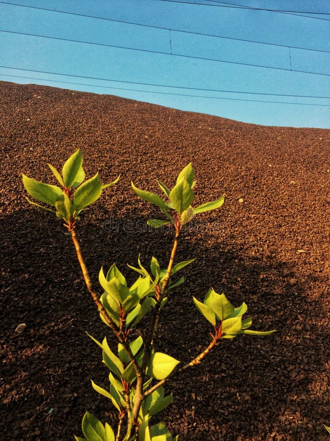 Green forest plants stock image. Image of green, nature - 121085891