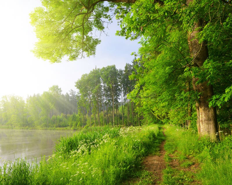 Green forest with Pond. stock photo. Image of landscape - 67101176