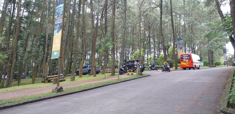 Green Forest at the Puncak Bogor Indonesia West Java Editorial Image ...