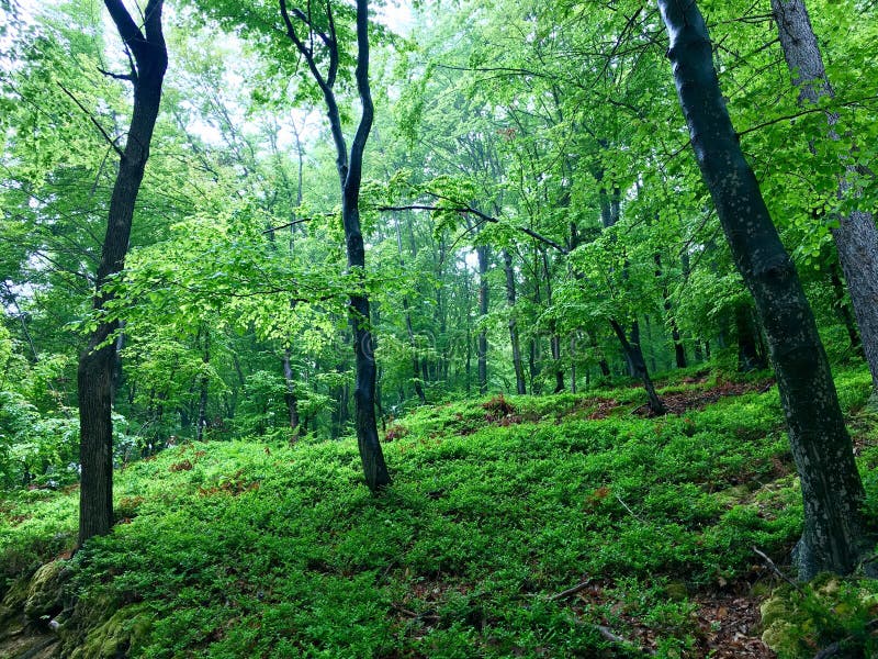 Green forest stock image. Image of green, rain, forest - 92282955