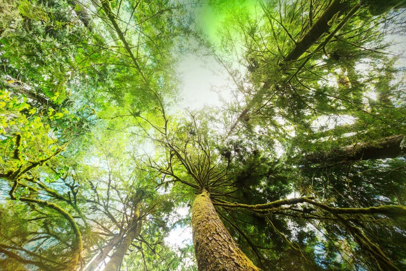 Green forest stock photo. Image of green, leisure, road - 84944512