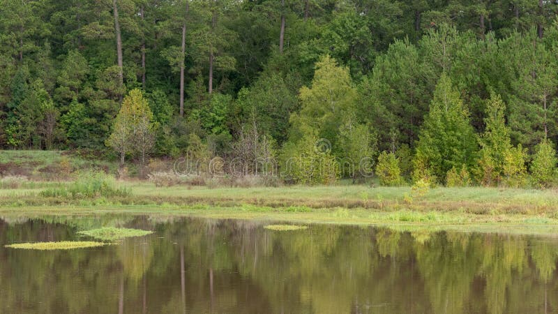 A Green Forest Reflected on Still Water Stock Image - Image of summer ...