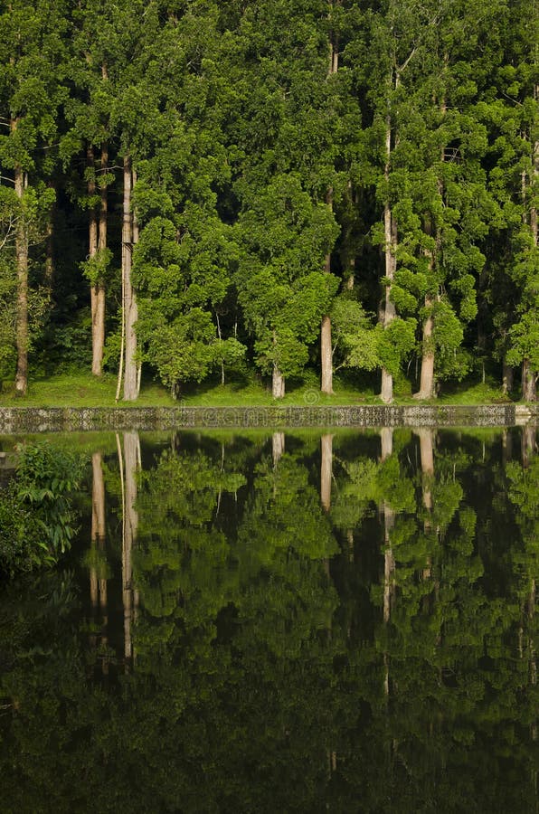 Green forest in reflection stock photo. Image of peaceful - 23262730