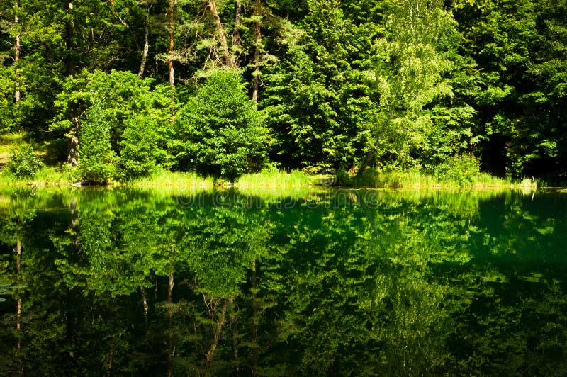 Green Forest Reflection in the Lake Stock Photo - Image of landscape ...