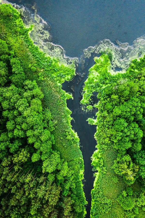 Green Forest, River and Lake in Spring, Aerial View Stock Photo - Image ...