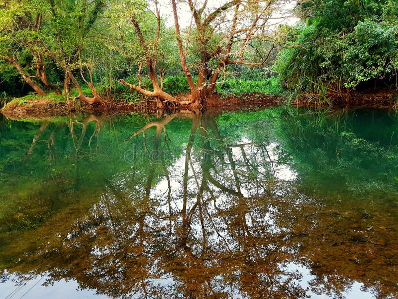 Green Forest and the River on Side with Green Waer Stock Image - Image ...