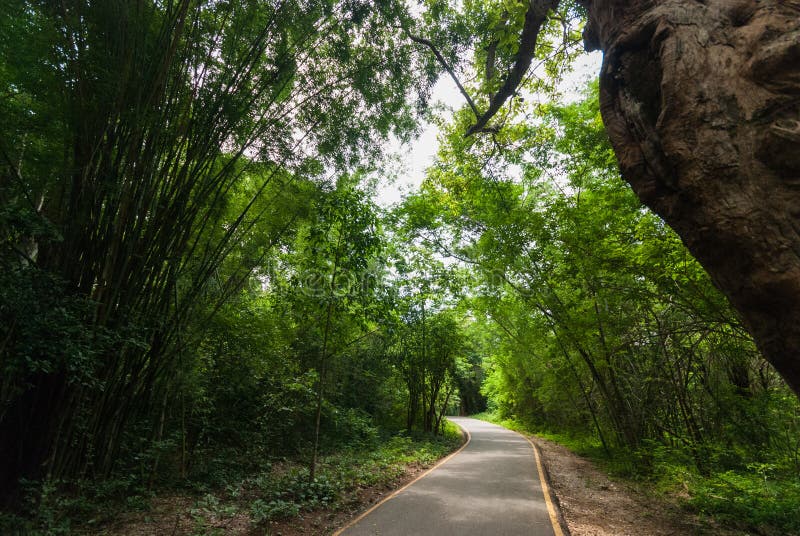 Green forest and a road stock photo. Image of autumn - 40997918