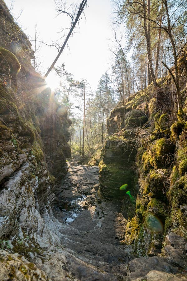 A Green Forest with Rocky Path with Greenery Around Stock Photo - Image ...