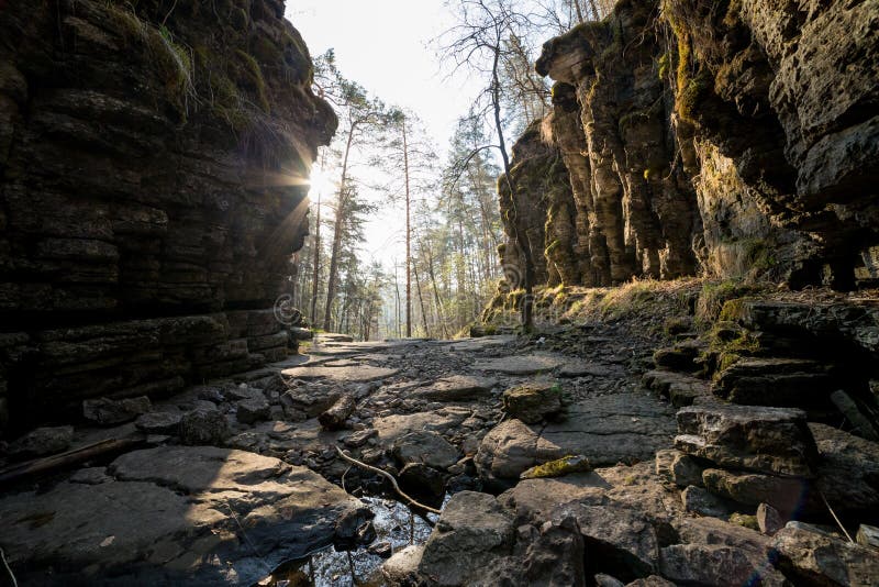 A Green Forest with Rocky Path with Greenery and Moss Around Stock ...