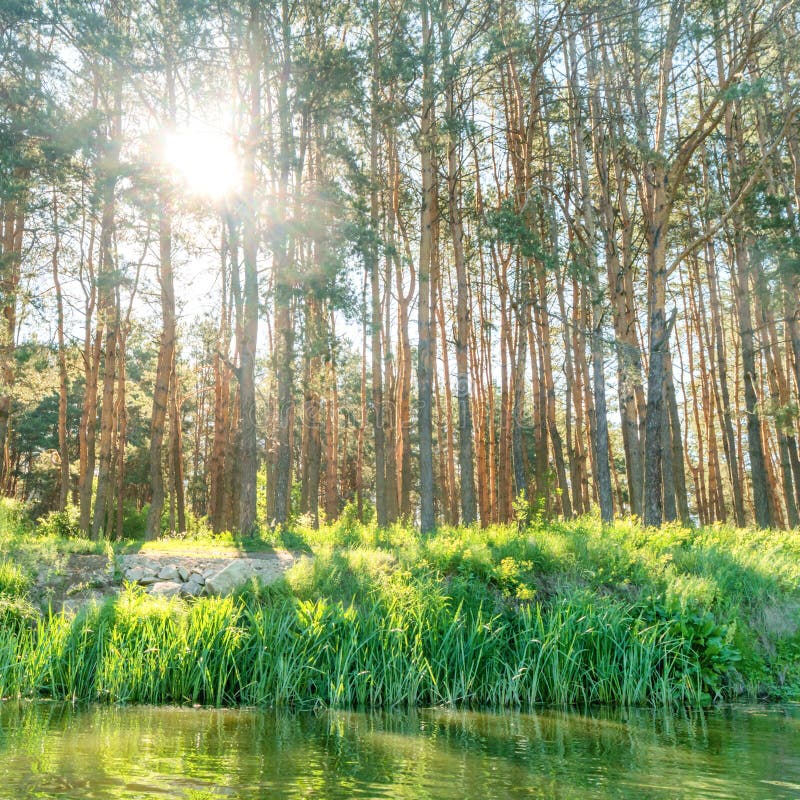 Green Forest with Shining Sun Stock Photo - Image of season, fresh ...