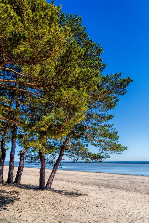 Green Forest on the Shore of the Lake, Sand on the Shore Stock Photo ...