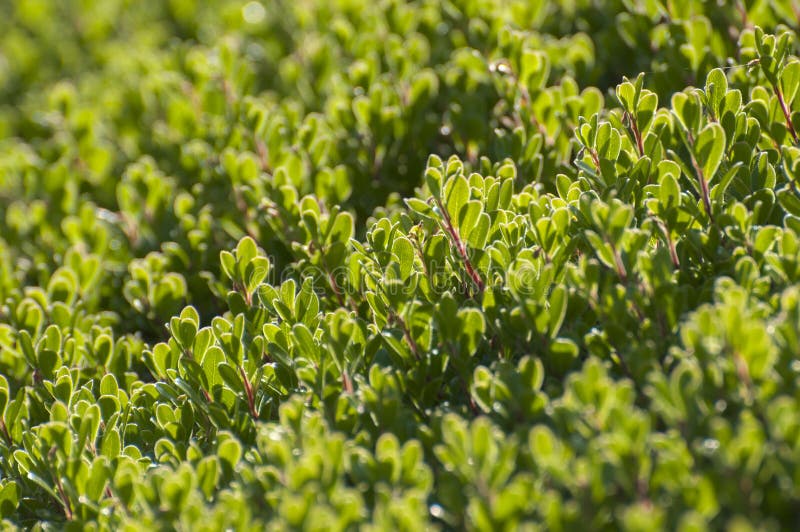 Green Forest Shrub Illuminated in a Clearing Light 2 Stock Photo ...