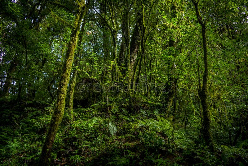Green Forest of Sikkim stock photo. Image of dense, monsoon - 161175506