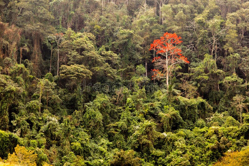 Green Forest with a Single Red Flowers Tree in Brazilian Rainforest ...
