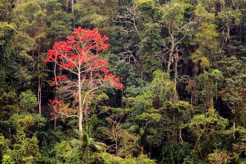 Green Forest with a Single Red Flowers Tree in Brazilian Rainforest ...