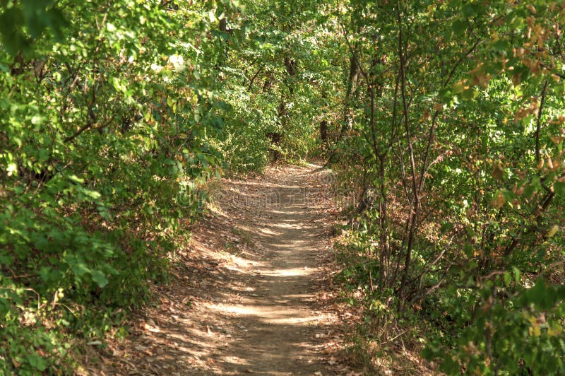 Green Forest Soil Dirty Path for Walking and Running Stock Photo ...