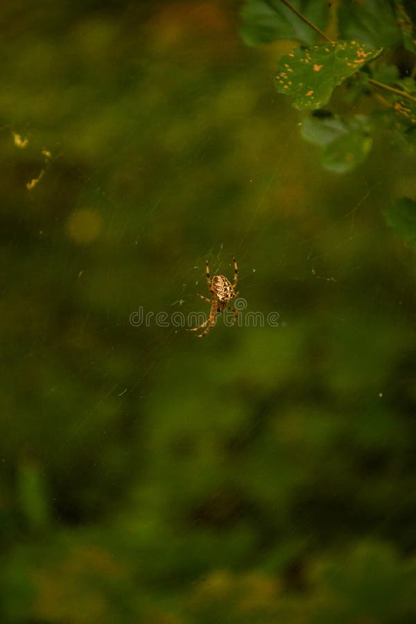 Green forest spider stock photo. Image of arthropod - 232247784
