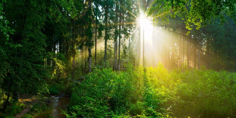 Tree, Nature, Green, Trees, Forest, Spring, Landscape, Leaves, Plant ...