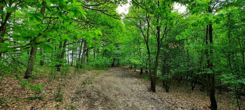 Through the Green Forest in the Spring Season Stock Photo - Image of ...