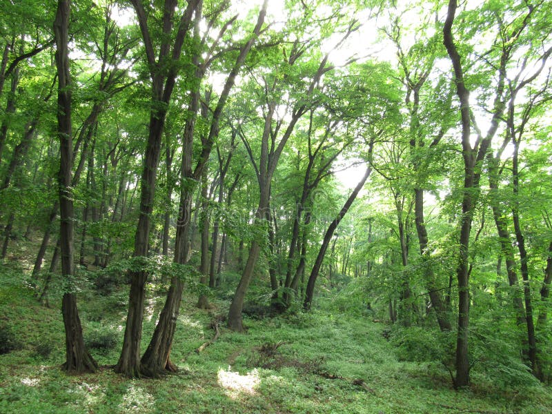 Green forest in spring stock photo. Image of foliage - 95224422