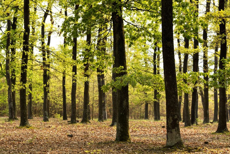 Green Forest in Spring Time Stock Image - Image of seasonal, fauna ...