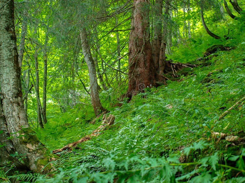 Green Forest on a Steep Mountain Hillside Stock Image - Image of ...