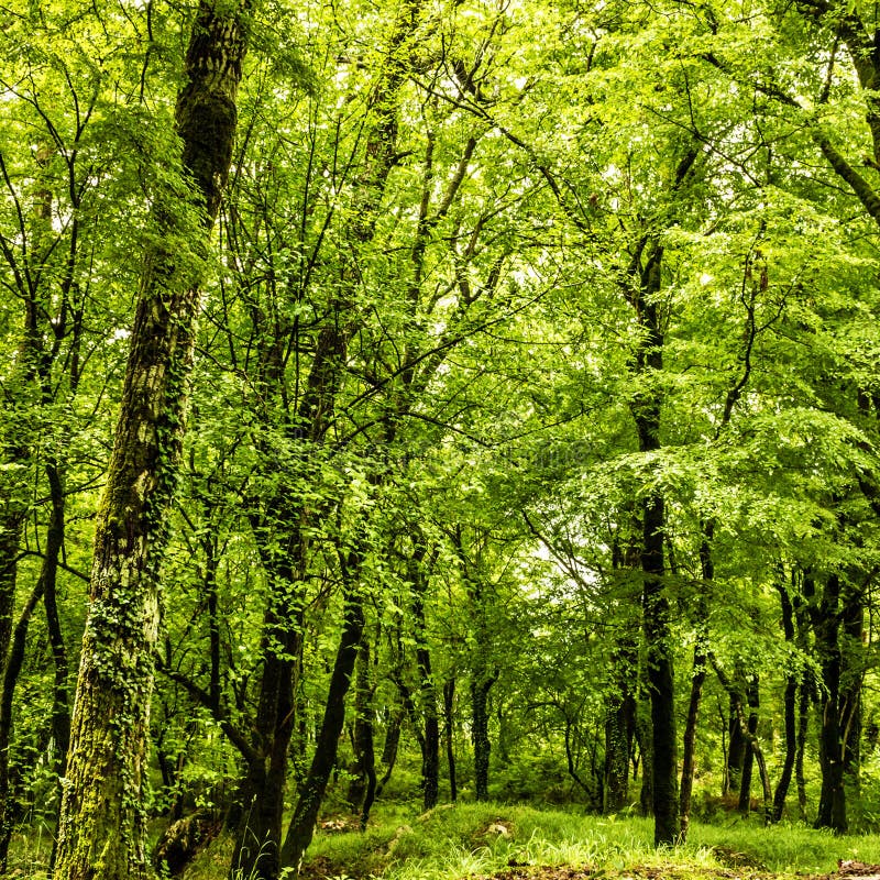 Green Forest Summer Background, Montenegro, Near Monastery Ostrog Stock ...