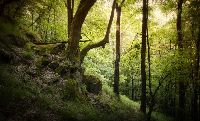 Green forest in summer stock photo. Image of autumn, woods - 43767956