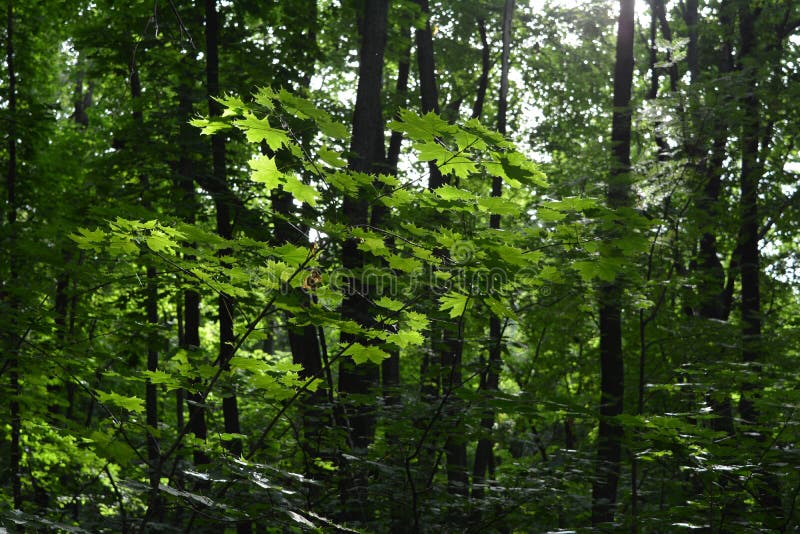 Green Forest in Summer. Young Maple Tree is Lit by the Sun Stock Photo ...