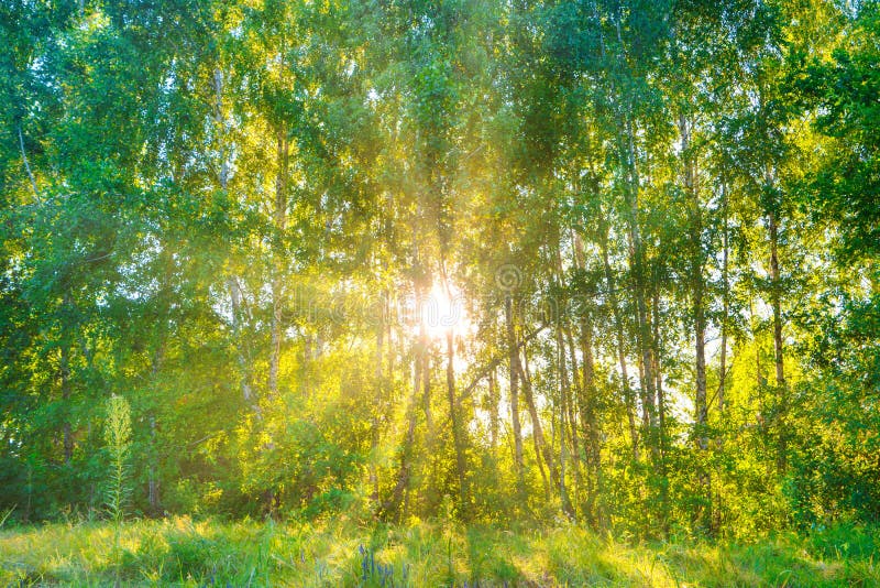 Green Forest with Sun Light through Trees Stock Photo - Image of ...