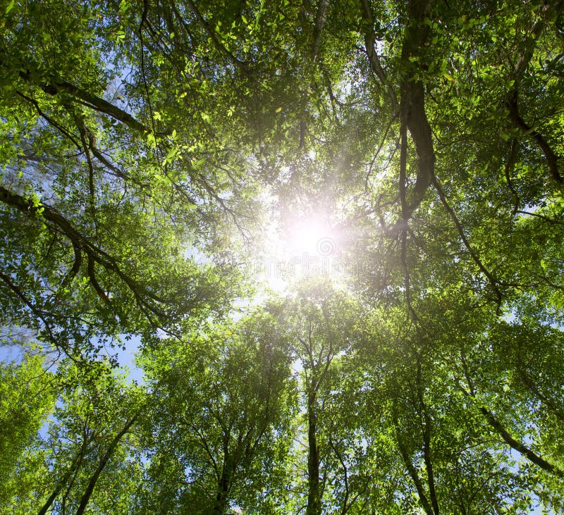 Beautiful Nature at Morning in the Misty Spring Forest with Sun Stock ...