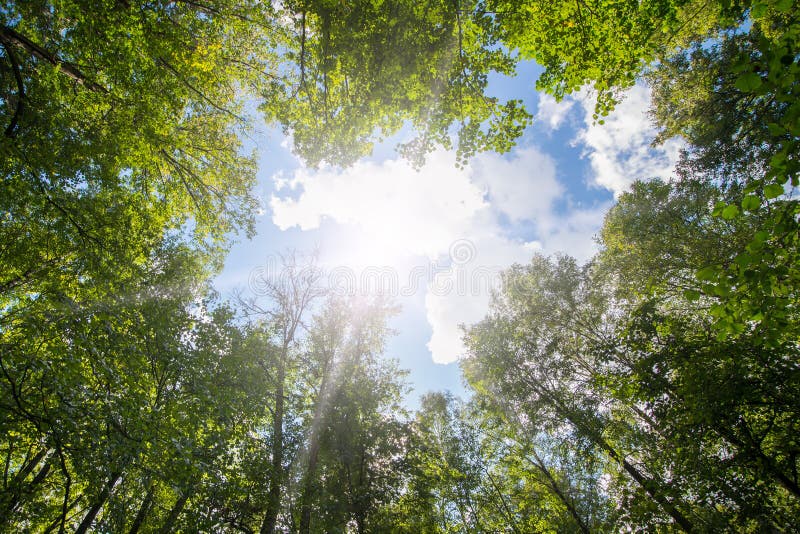 Green Forest. Sun Light through Treetops Stock Image - Image of life ...