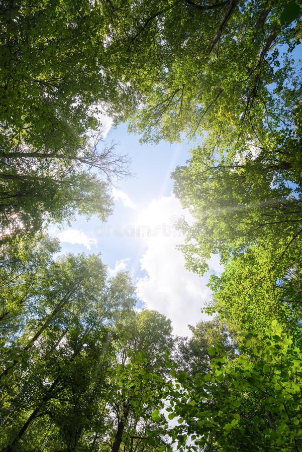 Green Forest. Sun Light through Treetops Stock Image - Image of life ...