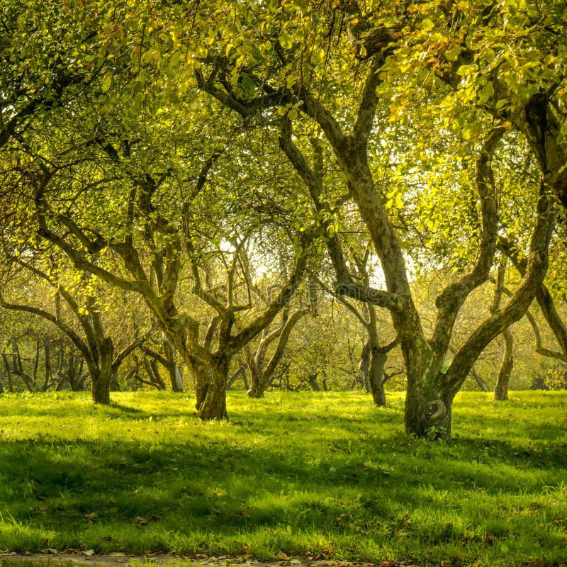 Green forest stock image. Image of hiking, plant, mist - 58117347