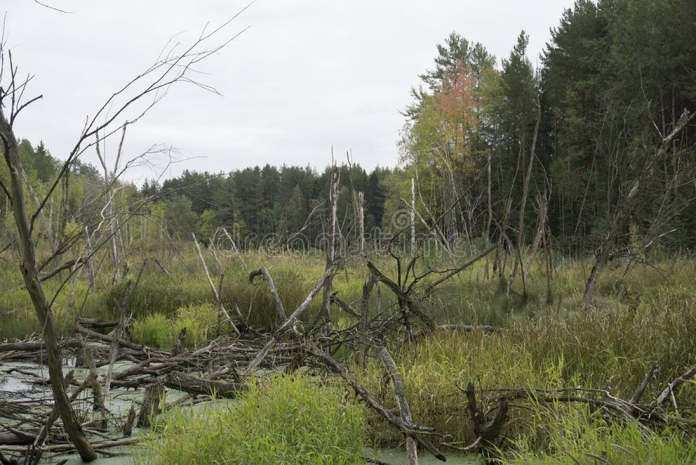 In Green Forest Swamp with Fallen Trees and Stock Photo - Image of ...