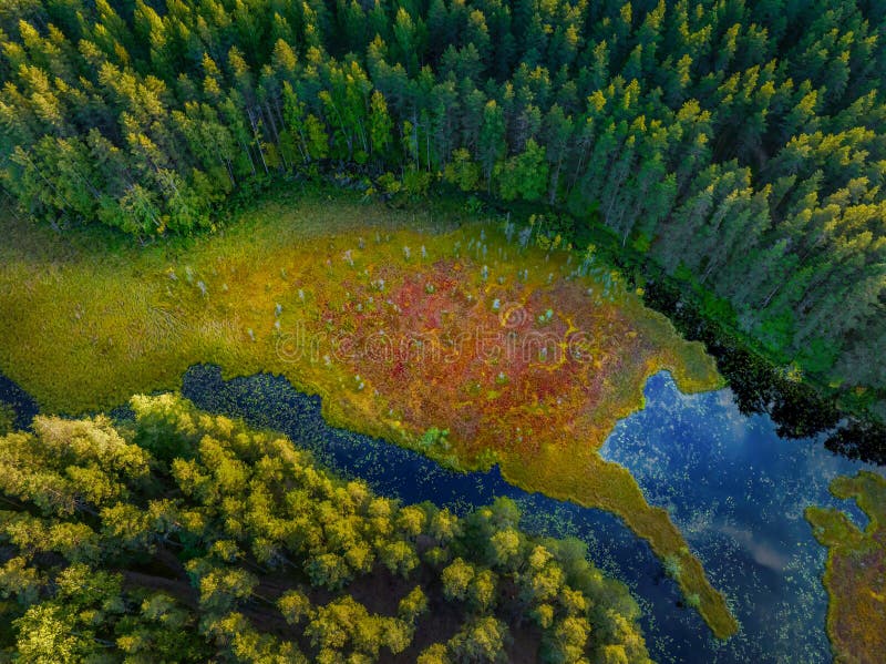 Green Forest, Swamp and River, Shot from Above Using a Drone. Stock ...