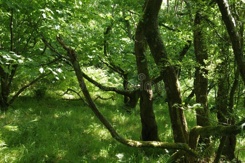 Green Forest with Tall Trees and Bushes during Daytime Stock Image ...