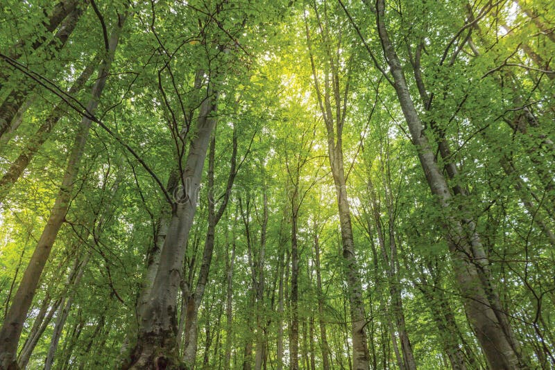 Green Forest stock image. Image of greens, leaves, nature - 59219223