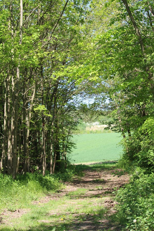 Green Forest with Tall Trees Leading To a Lake Stock Photo - Image of ...