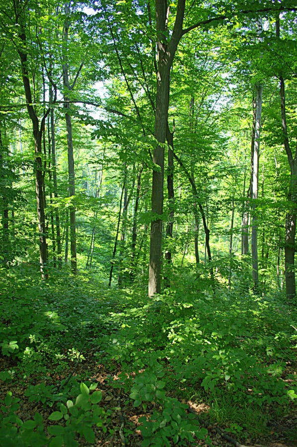 Green forest stock photo. Image of woodland, wooded, light - 58108448