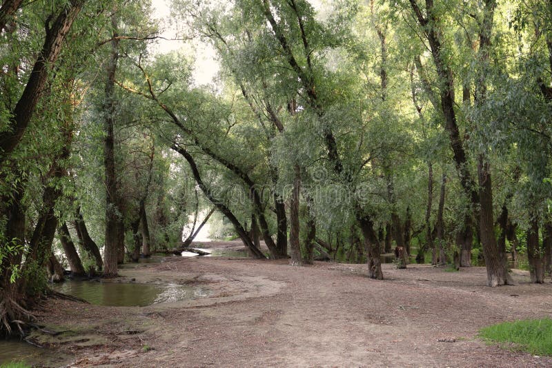 Green forest after a flood stock photo. Image of beauty - 243558338
