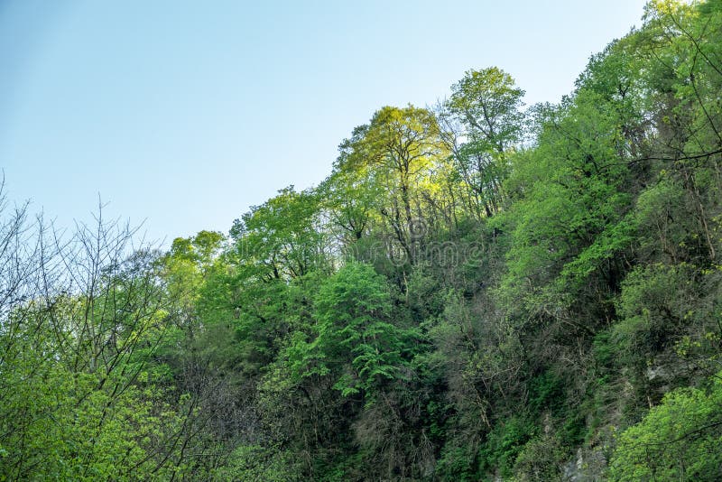 Green Forest on Top of the Mountain on a Bright Sunny Day Stock Image ...