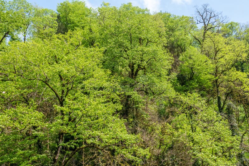 Green Forest on Top of the Mountain on a Bright Sunny Day Stock Photo ...