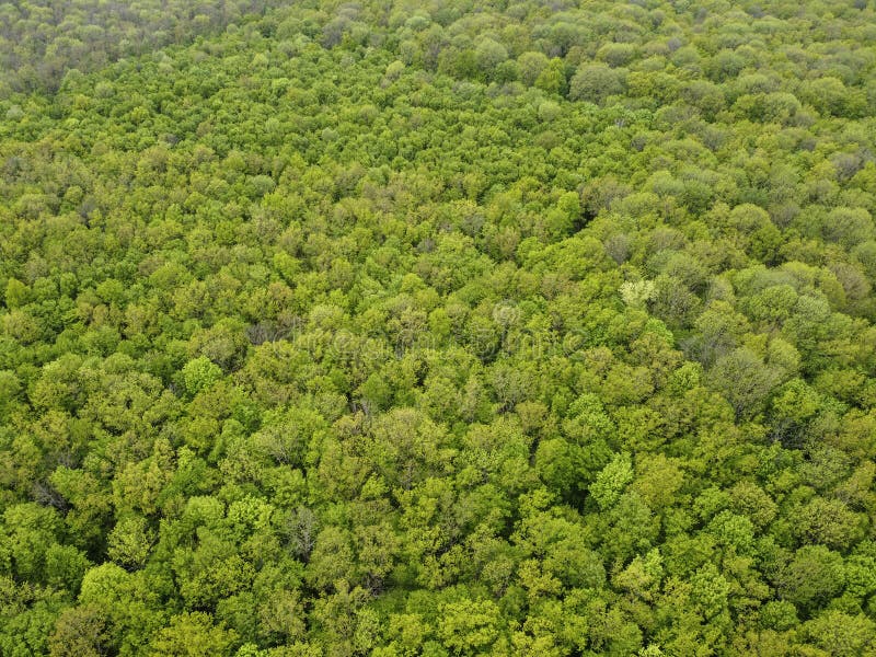Green Forest Top View, Aerial View Stock Photo - Image of dense, summer ...