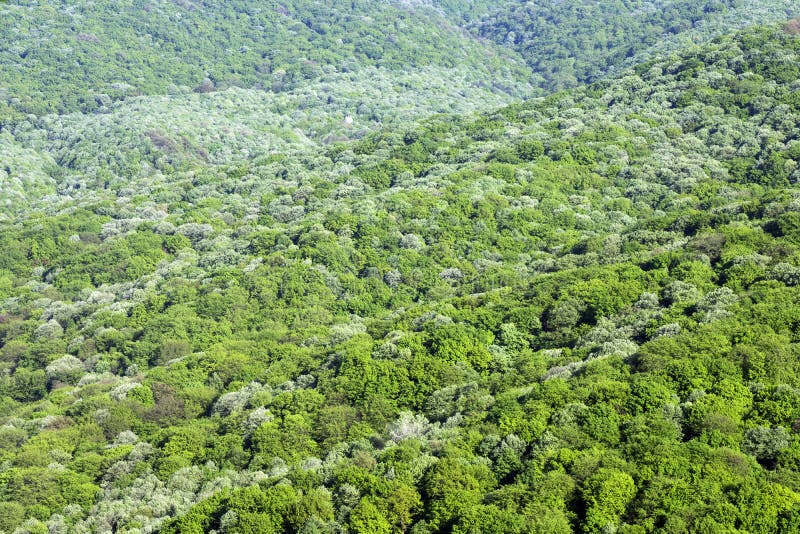 Green forest top view stock photo. Image of mountain - 150346638